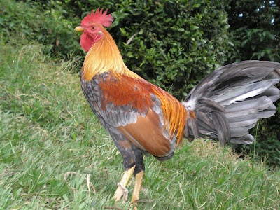 PURA CASTA - GALLOS DE COMBATE: CRESTONES, PATIO Y ALGO MÁS