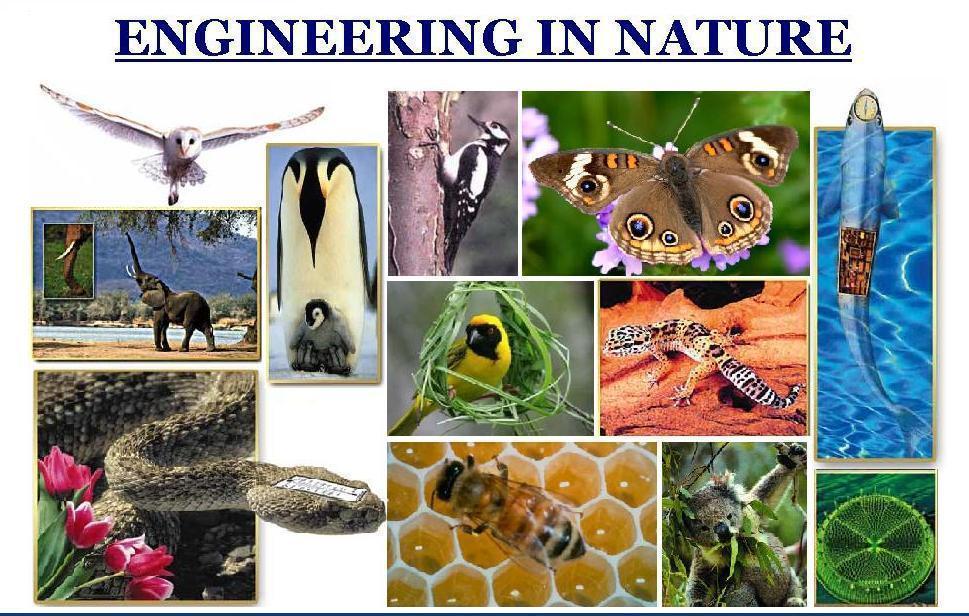 ENGINEERING IN NATURE