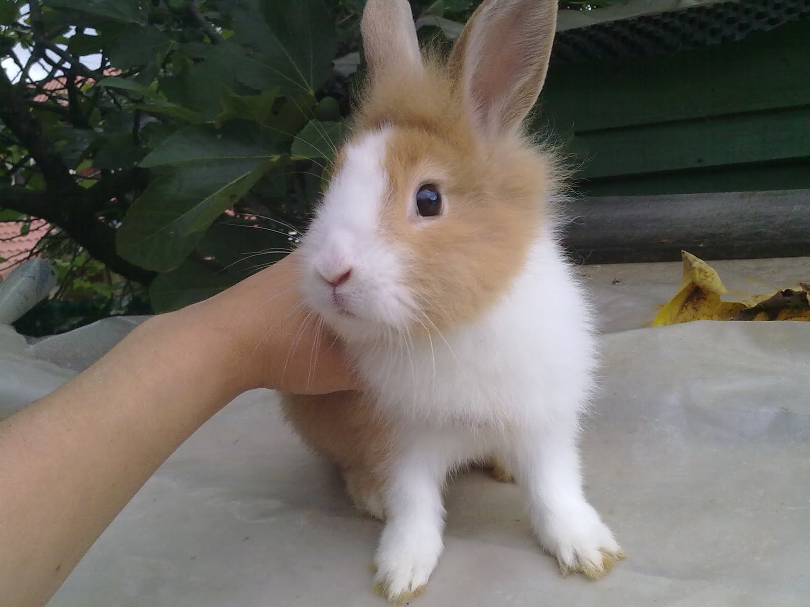 Conejo cabeza de león - Imagui