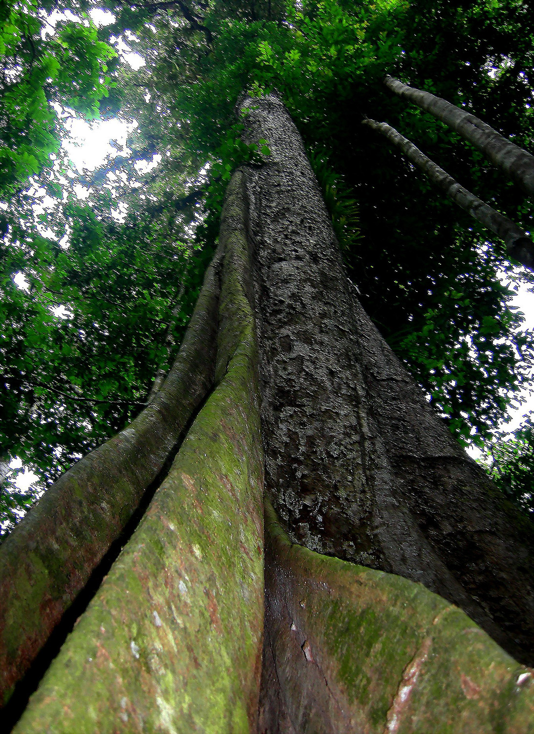 kuta beach beauty: Mount Leuser National Park
