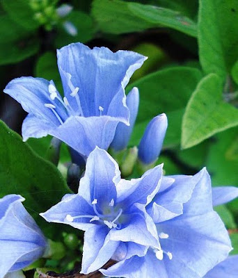 Um pouco mais de azul: A flor azul