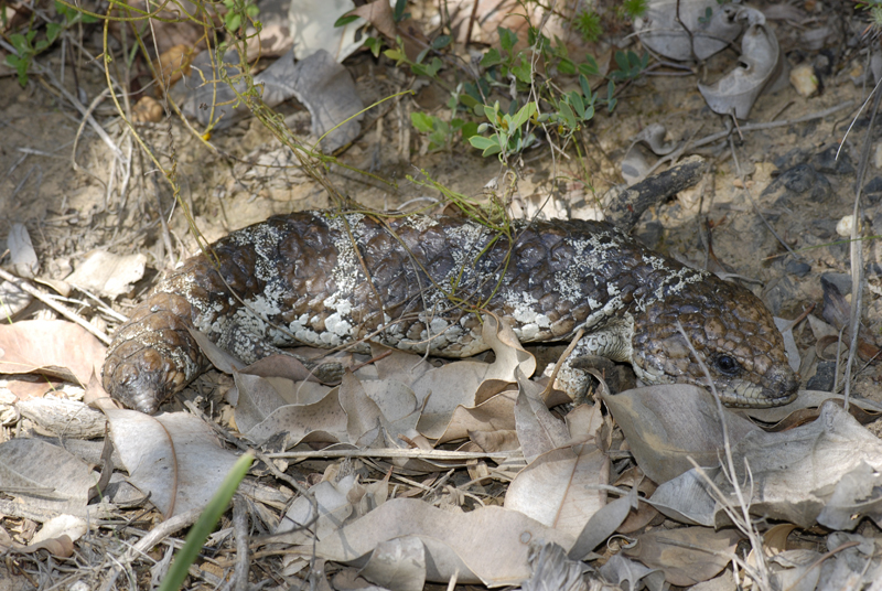 Four corners and the (redgreen) centre: Flowers, ugly lizards and ...