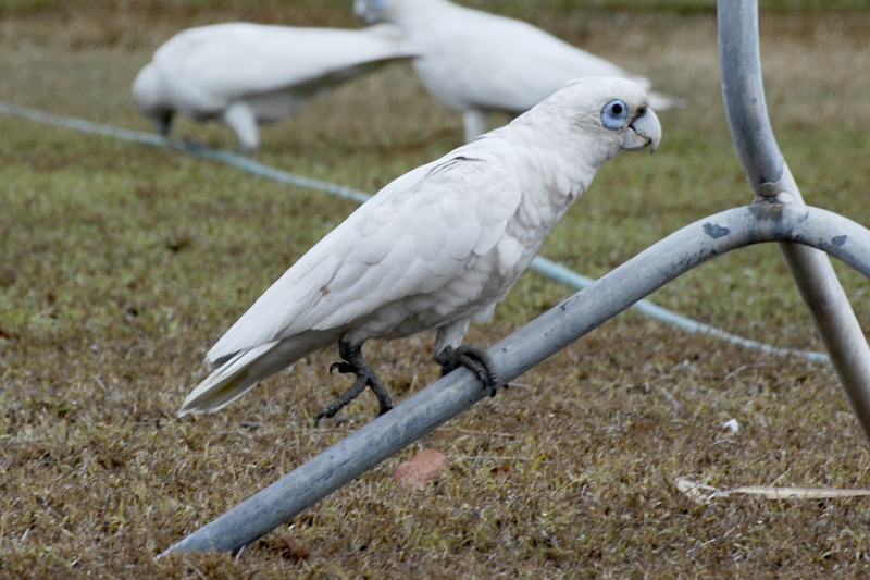 Four corners and the (redgreen) centre: Captivating Corellas