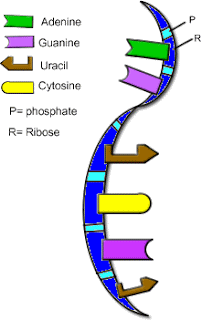 Acido Ribonucleico ARN: ARN