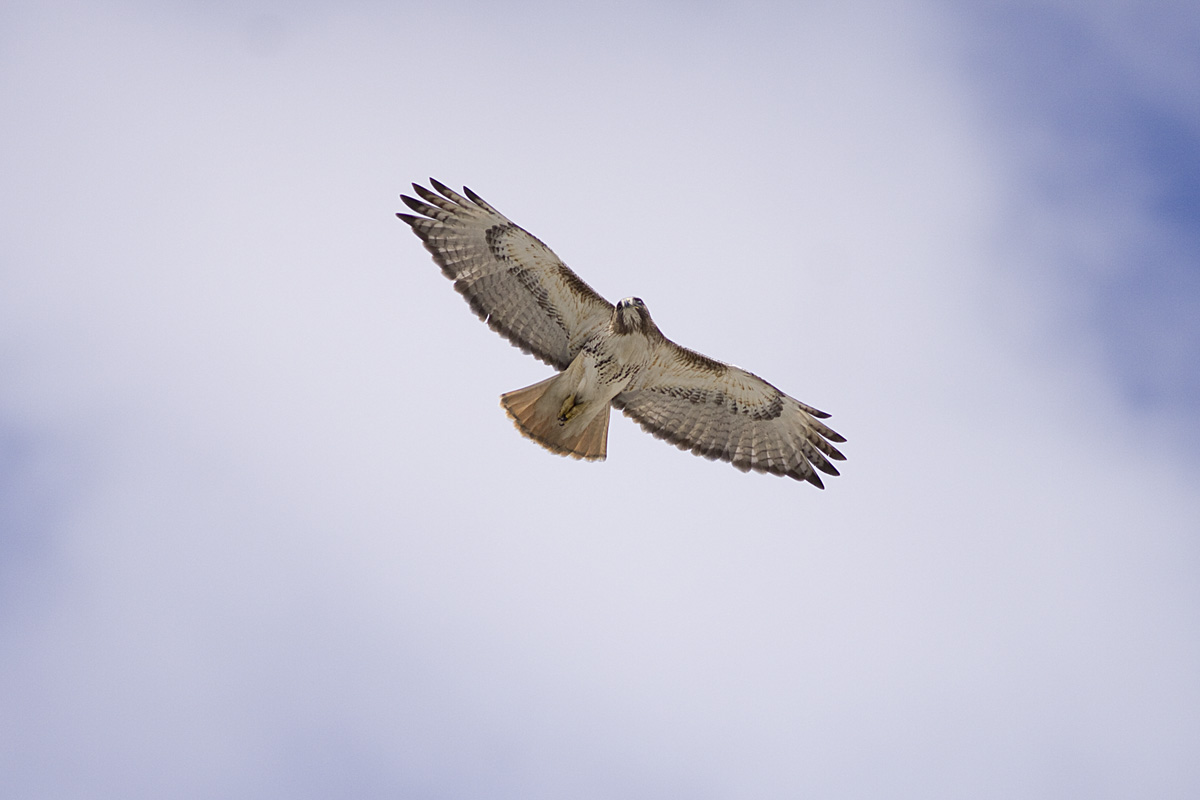 Red-Tailed Hawk Nest 2009-2017: Red-Tailed Hawk taking a good look at ...