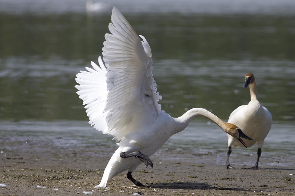 Ann Brokelman Photography: Swans Dancing May 17 2010