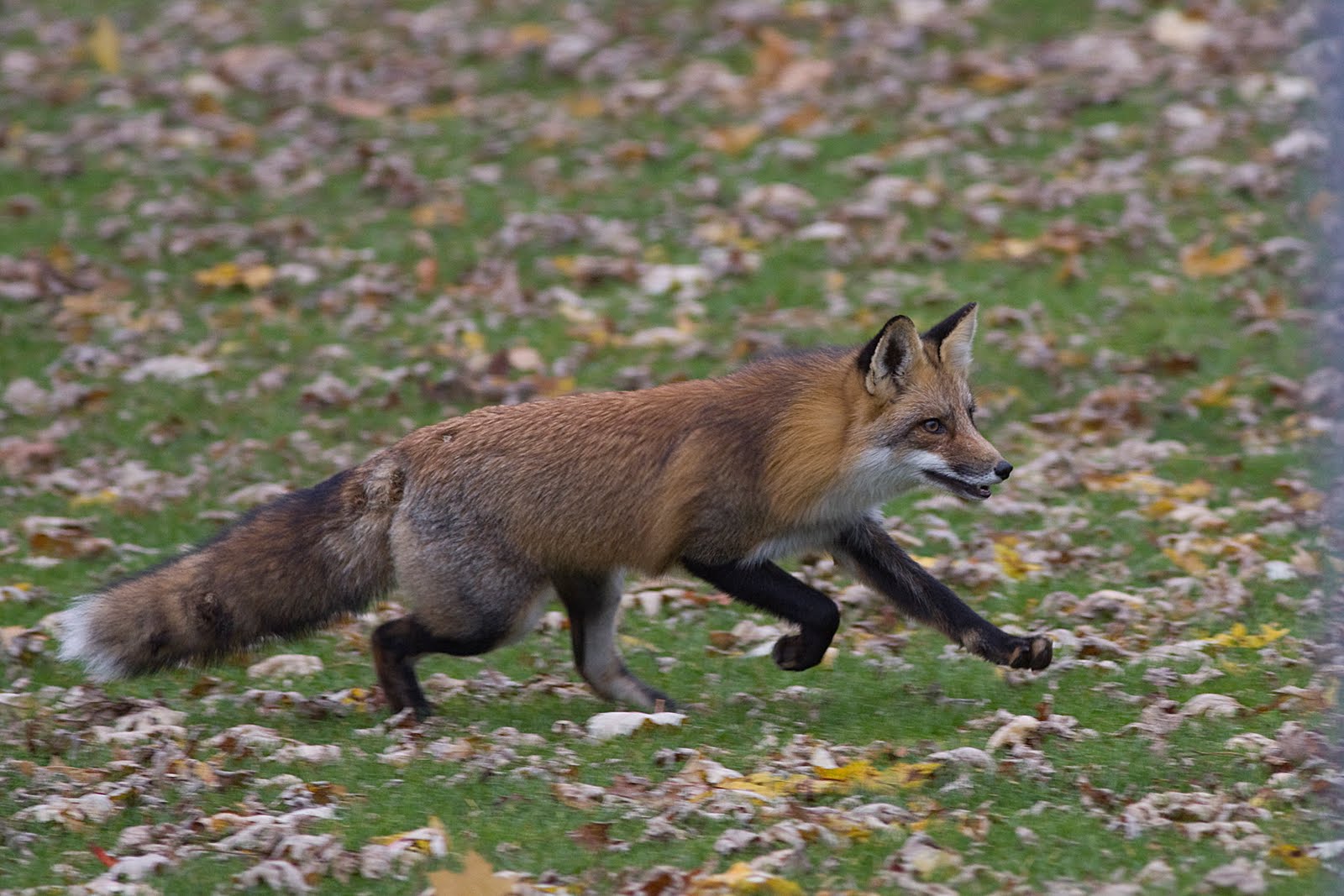 Ann Brokelman Photography: Beatuiful Fox at the park today November 28 ...