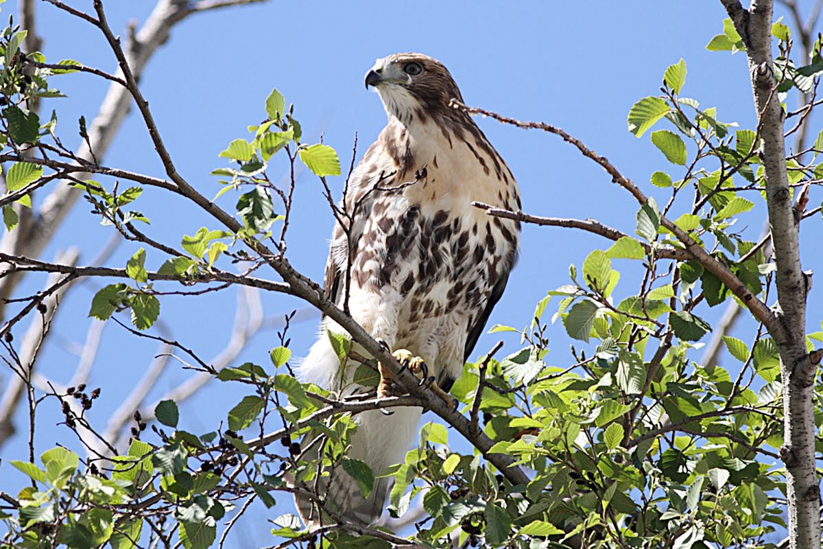 Red-Tailed Hawk Nest 2009-2017: Fledgling shots (Red Tailed hawk) June ...