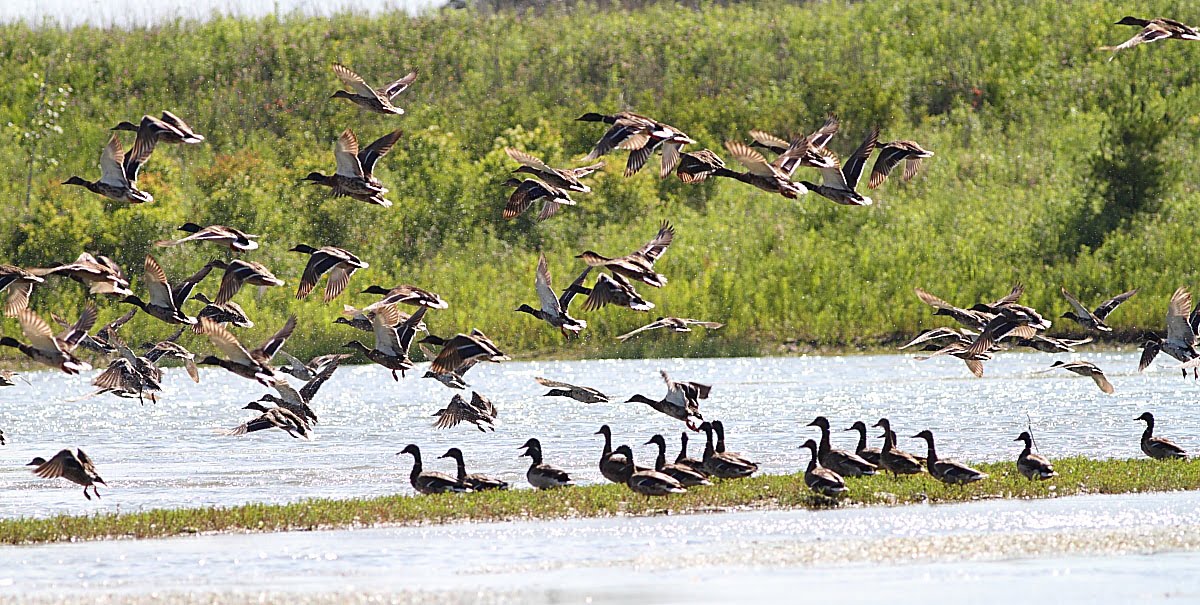 Ann Brokelman Photography: Mix of Birds and Ducks 2010