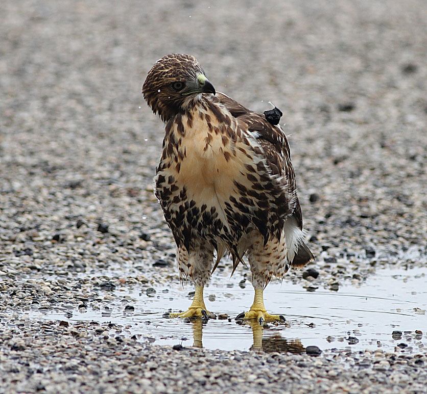 Red-Tailed Hawk Nest 2009-2017: Practicing to catch mice - Pretty Darn ...