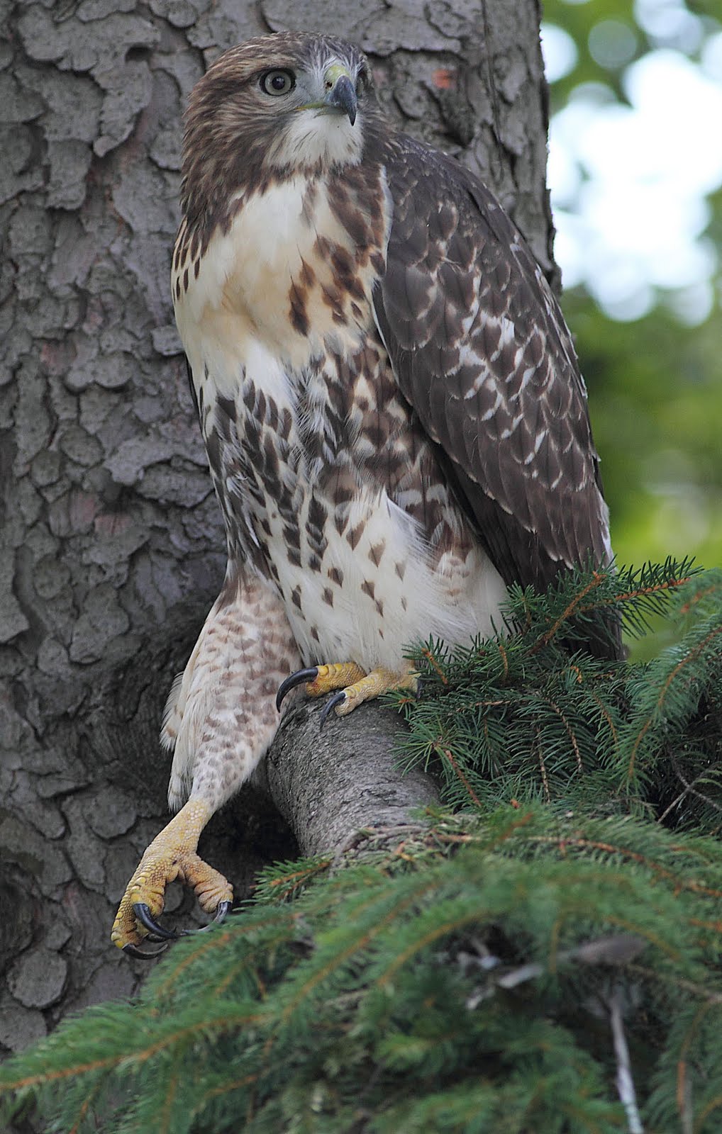Red-Tailed Hawk Nest 2009-2017: Young Red-Tailed Hawk - check out the ...