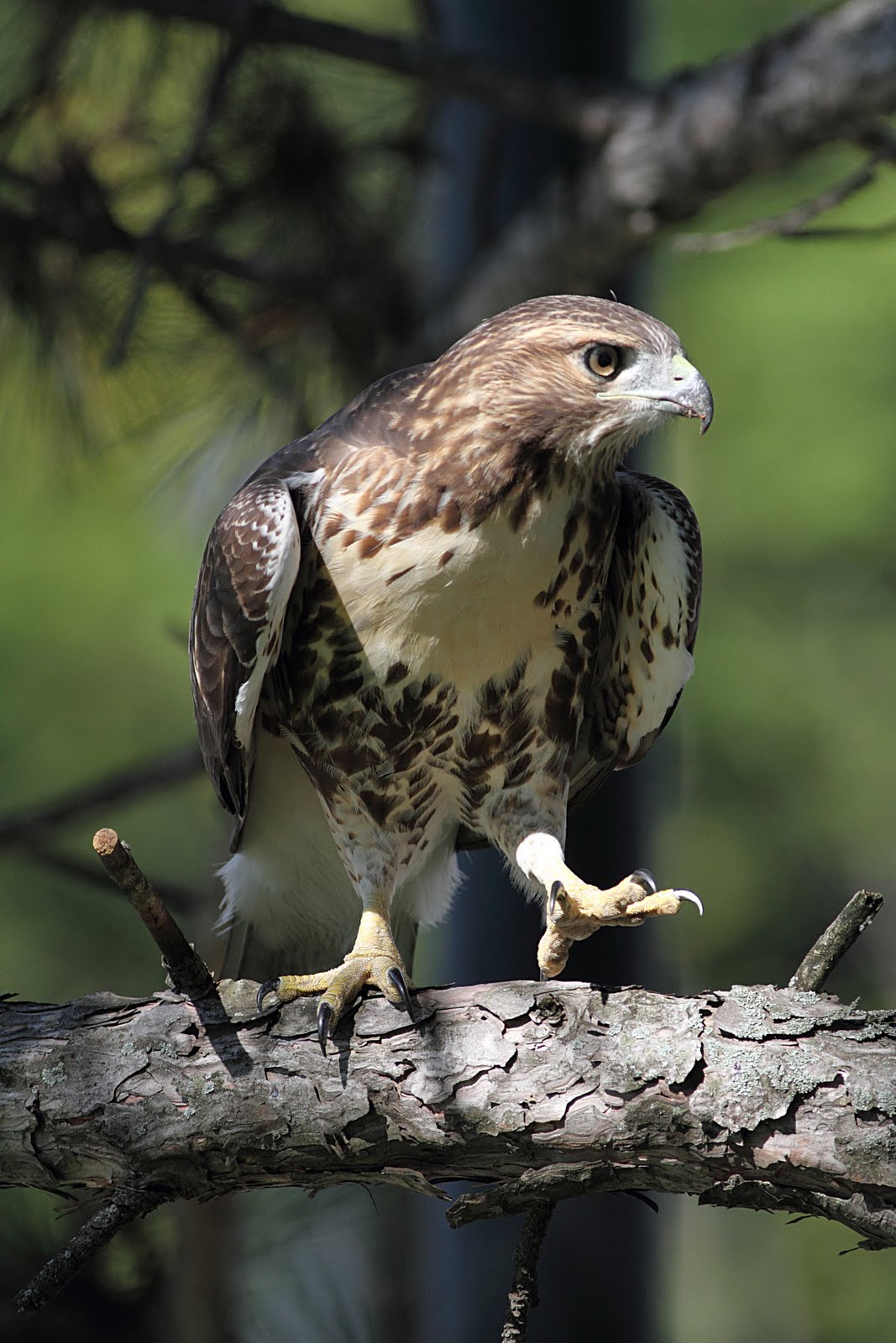 Red-Tailed Hawk Nest 2009-2017: Juvenile Red-Tailed hawk looking ...