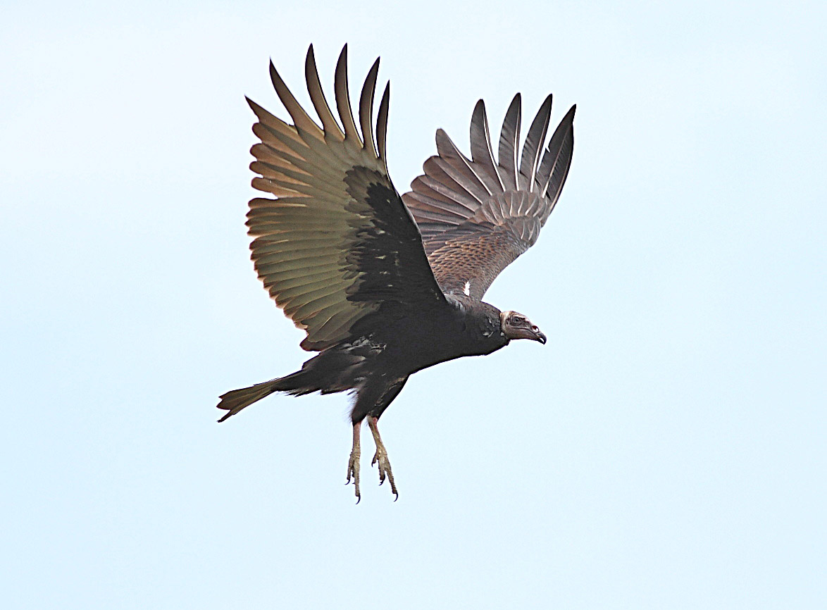 Ann Brokelman Photography: Juvenile Turkey Vulture - gray/black face ...