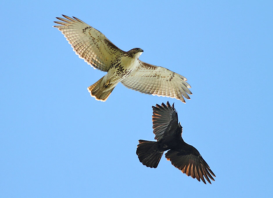 Ann Brokelman Photography: Red Tailed Hawk vs the Crows and Merlin Sept ...