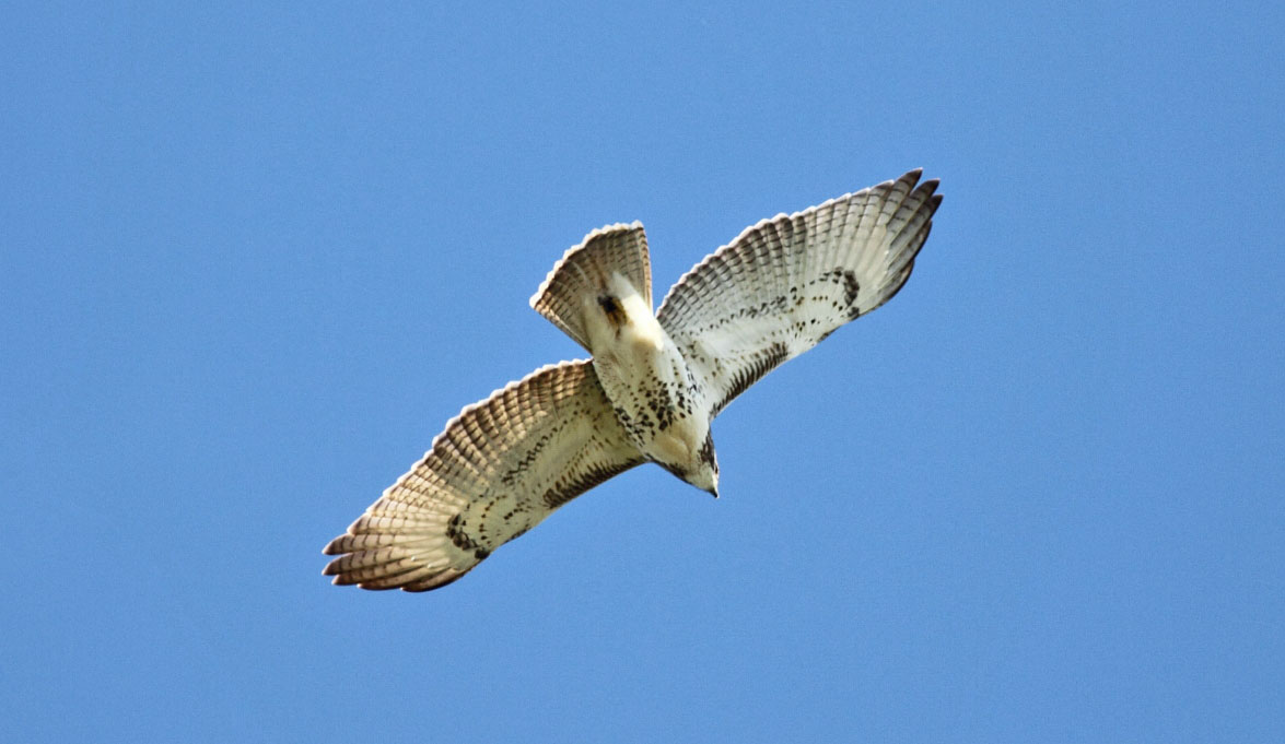 Ann Brokelman Photography: Red Tailed Hawk vs the Crows and Merlin Sept ...