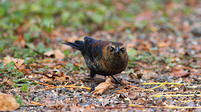 Ann Brokelman Photography: Rusty Blackbird, White Feather on a Red Wing ...