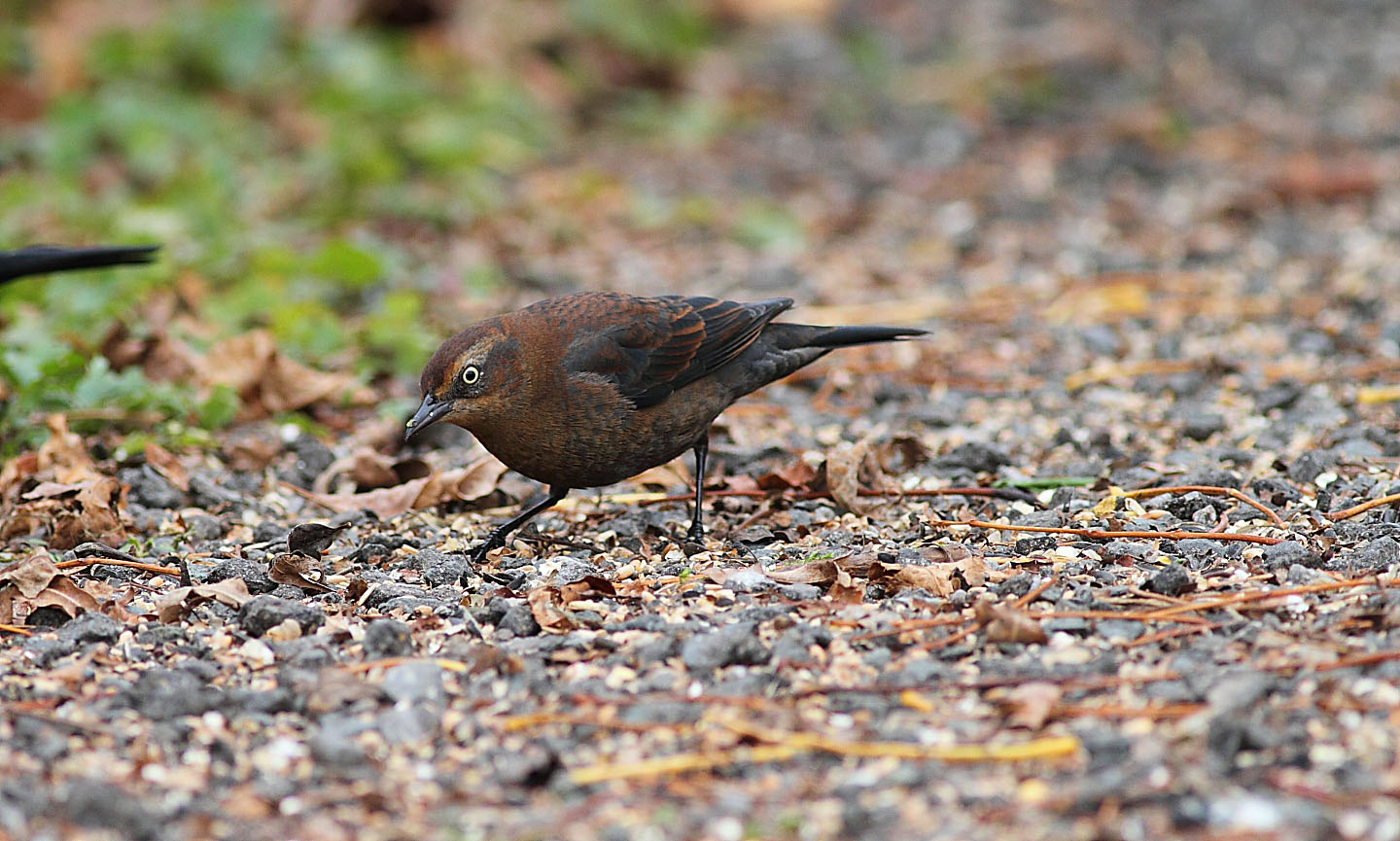 Ann Brokelman Photography: Rusty Blackbird, White Feather on a Red Wing ...