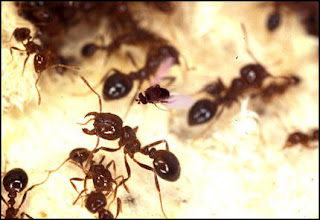 The Ethologist: Article - Fire Ant Decapitating Flies