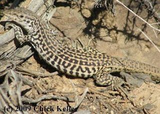 The Ethologist: Article - All-Female Lizard Species Crosses Its Own ...