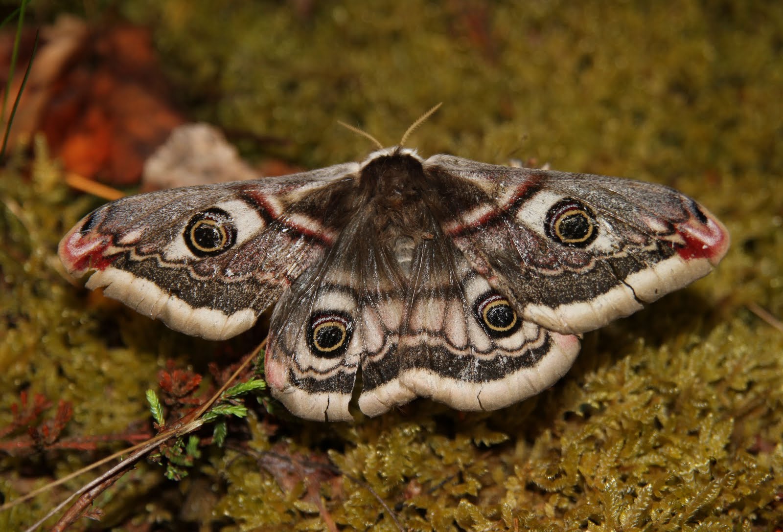 Dan's Mothing Blog: Coopers Hill Beds moths field night