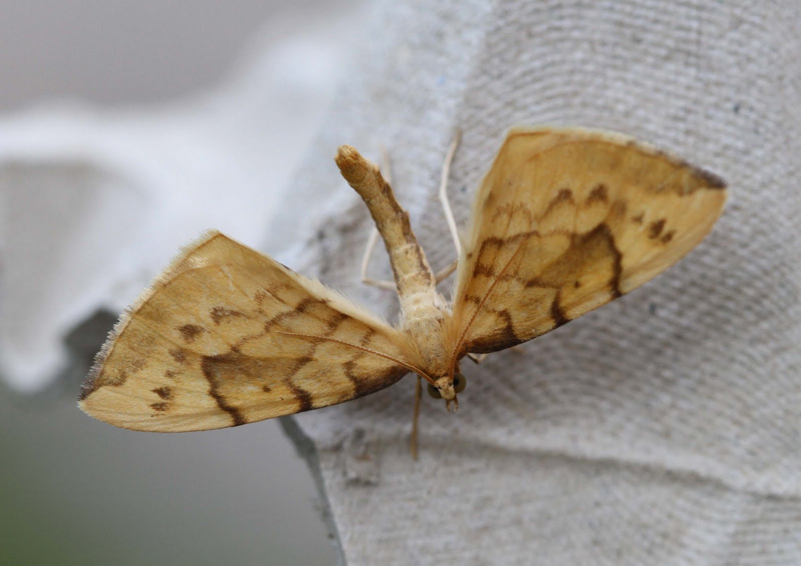 Dan's Mothing Blog: Garden moths