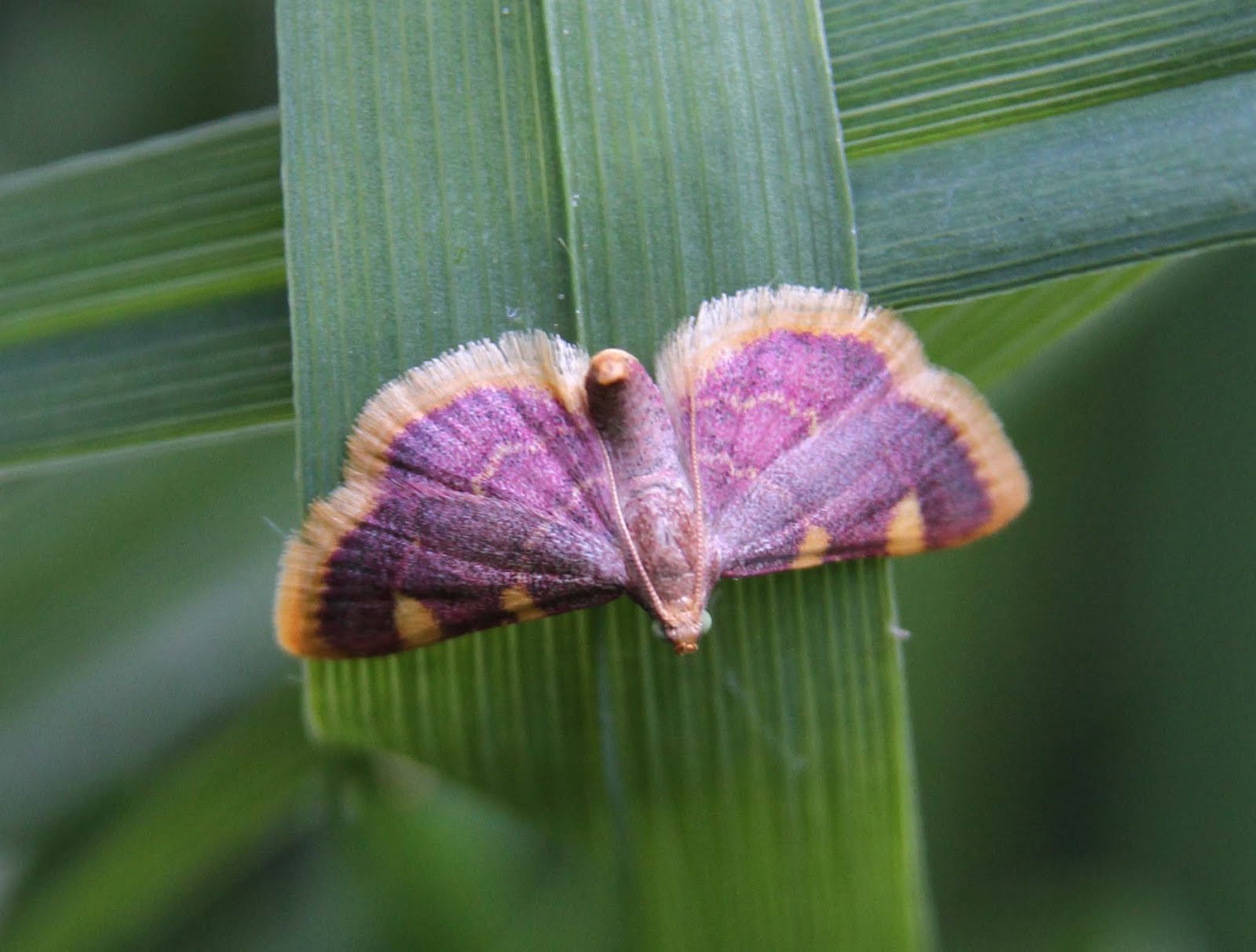 Dan's Mothing Blog: Garden moths