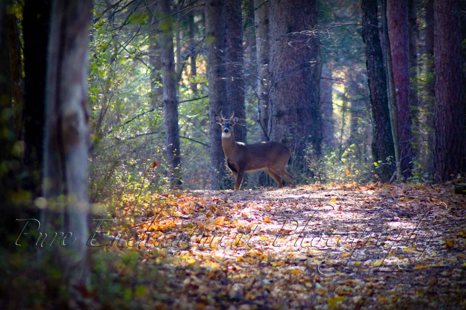Pure Enchantment Photography: Shooting deer inside a public park.