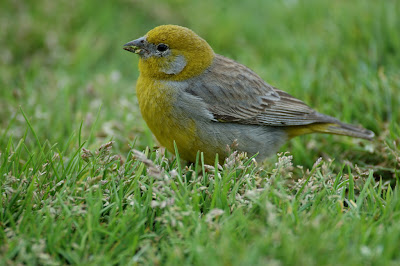 Birds in Peru: Bright-rumped Yellow-Finch in the garden