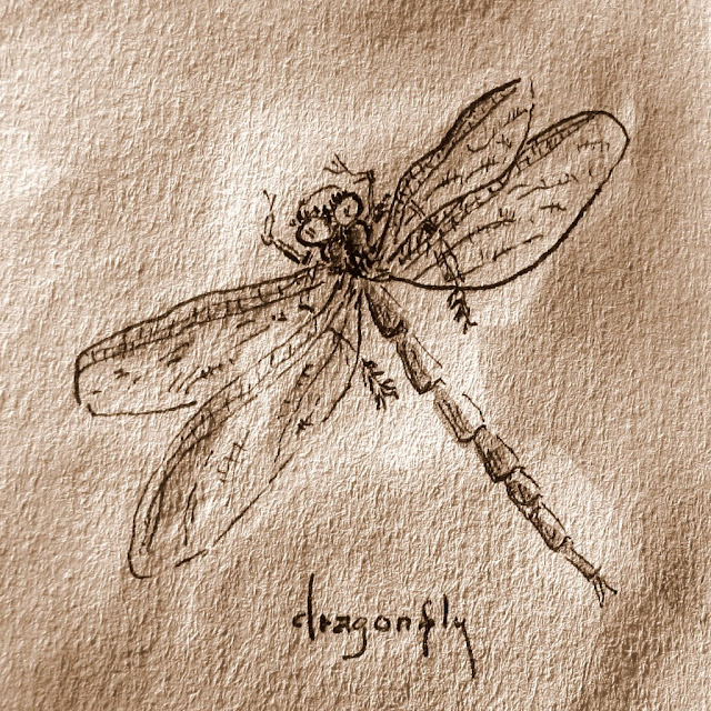 Desideratum ~ Art ~ Jewelry ~ Life: Study of a Dragonfly