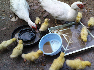 Anak Itik Muscovy ( itik nila ) | Jiwa Niaga