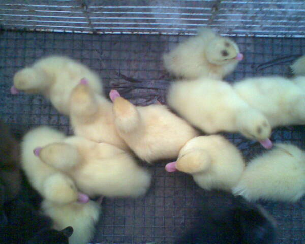 Anak itik nila | Jiwa Niaga