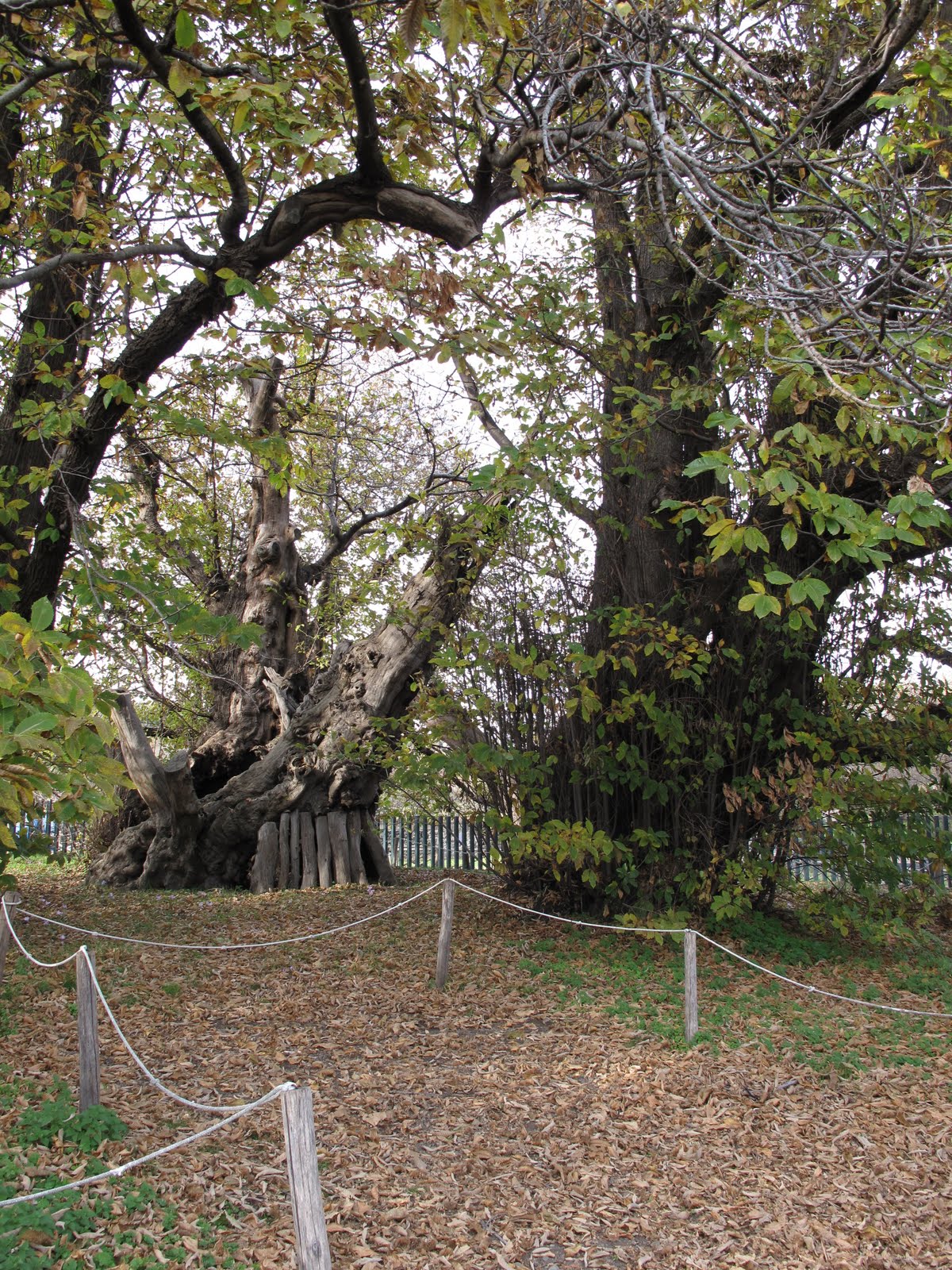 ~The World Through Holly Berry's Eyes~: 100 HORSE CHESTNUT TREE - SAN ALFIO