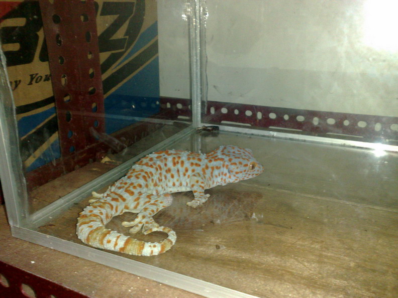 Cicak Tokek ialah Gecko