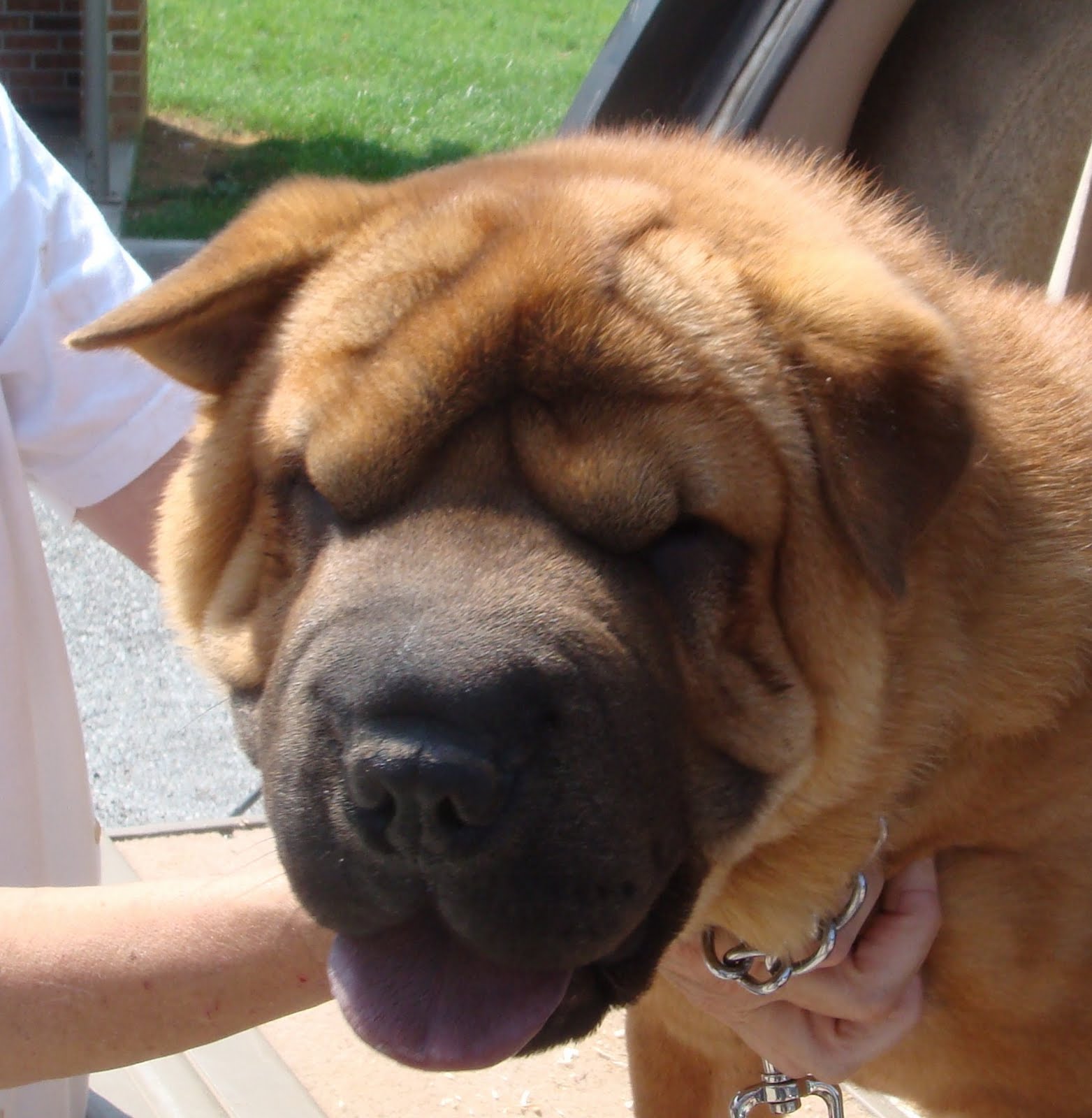 Wrinkly Dog Breeds - Dog Breeds