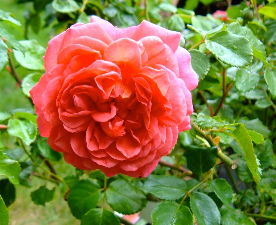 Wednesday's Child: A Thousand Thorns For Every Perfect Rose