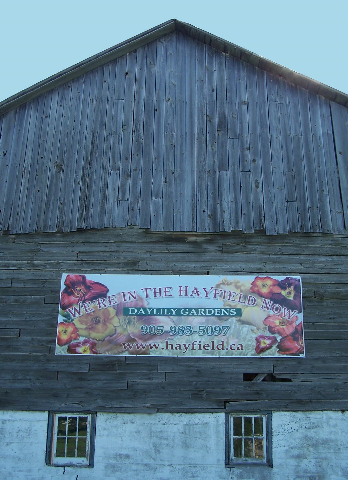 Three Dogs in a Garden: A visit to the Hayfield