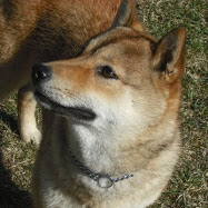 Barrett Shikoku and Shiba Inu's: Upcoming Plans