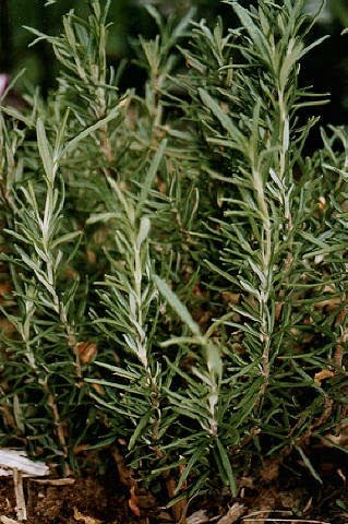 Ambito Alpujarreño: ROMERO