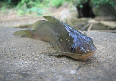 Info Ikan Baung | Siakappaka