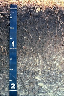 AGRO SOIL: Mollisols from Greenwood County, Kansas