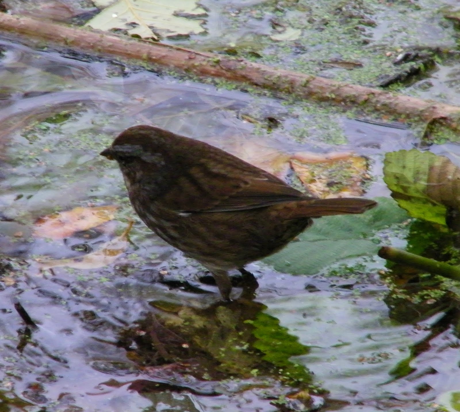 nature geek northwest: Birds, Discovery Park
