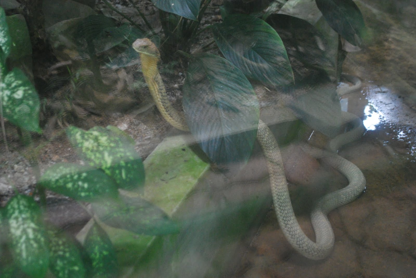 Pieces Of Me: Snake Sanctuary, Langkawi