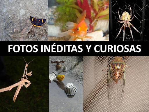 FOTOS INÉDITAS Y CURIOSAS: Extraño pez duende del Pacífico