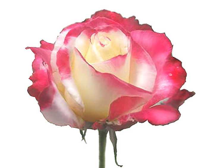 David's Diary: Garden Rose Defaults