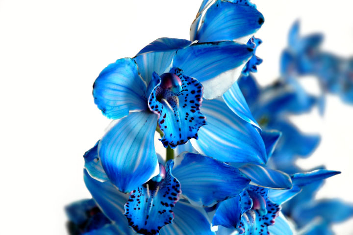 David's Diary: BLUE CYMBIDIUM