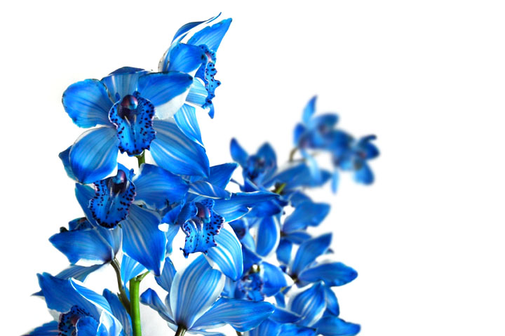 David's Diary: BLUE CYMBIDIUM