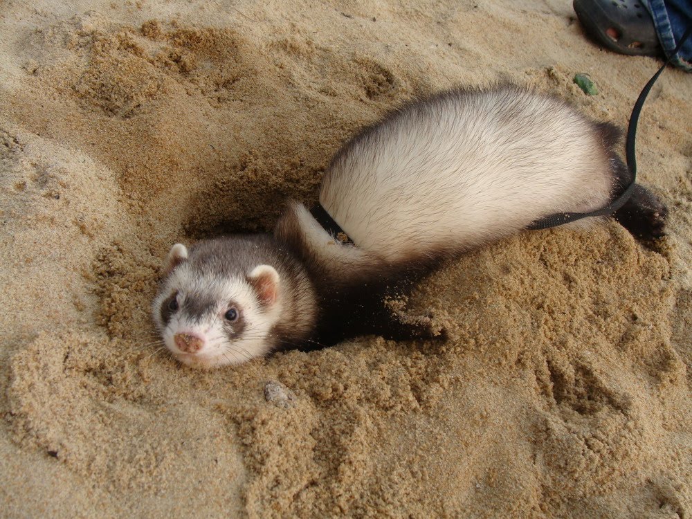M.A.M.B.A.N.G. U.L.T.R.A.: Fun At The Beach With Disco the Ferret