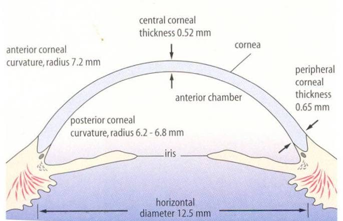 About Eye: STRUKTUR BOLA MATA - KORNEA