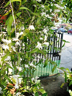 PENGGEMAR ORKID MALAYSIA: Orkid Merpati Putih Berbunga