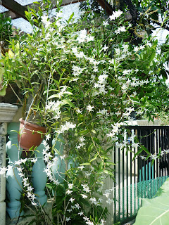 PENGGEMAR ORKID MALAYSIA: Orkid merpati berkembang lagi